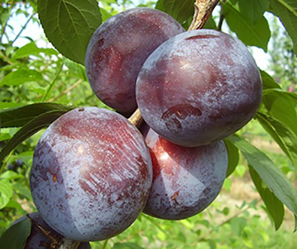 Susine | Tozzifrutta.it